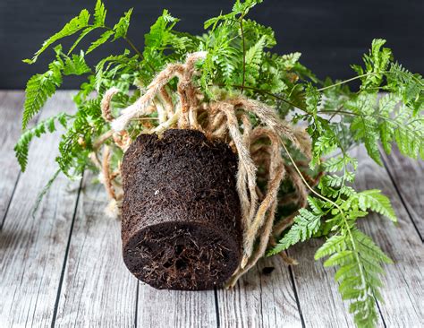 Rabbits Foot Fern Care One Of The Easiest Ferns To Grow Indoors