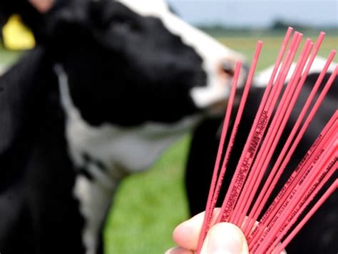 Use Sexed Semen On Top Performing Cows To Maximise Genetic Gains Crv