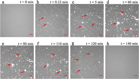 Time Lapse Fluorescence Micrographs Of Structural Reformation In Popc
