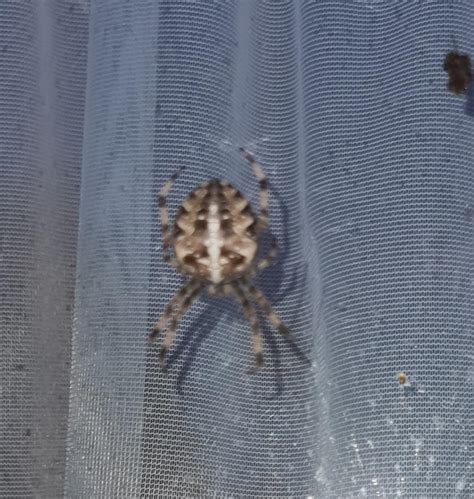 What Is This Spider R Whatsthisbug