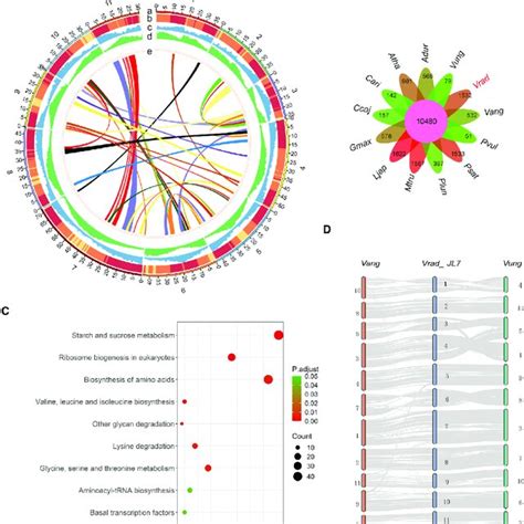 Genome Assembly Of Mung Bean And Comparative Genomic Analysis Of