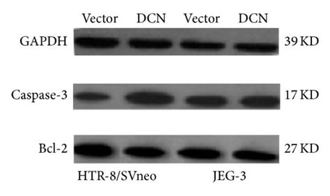 Cell Apoptosis Detection By Flow Cytometry And Western Blotting Assays
