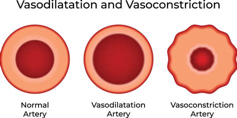 Vasodilatation And Vasoconstriction Science Design Illustration Diagram