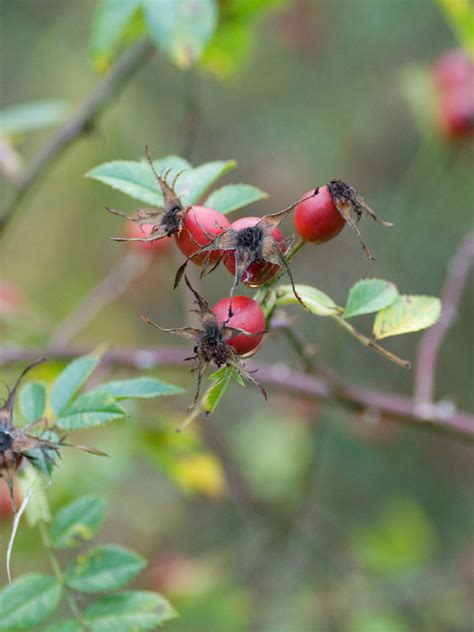 Genus Rosa