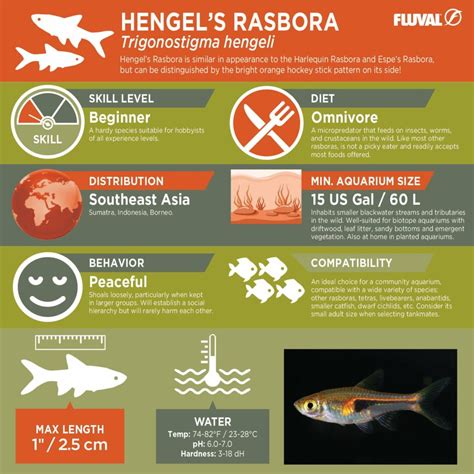 Hengels Rasbora Fluval Aquatics Uk