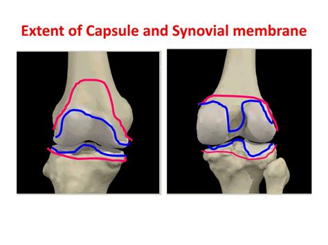 Ppt Knee Joint Powerpoint Presentation Free Download Id2251575