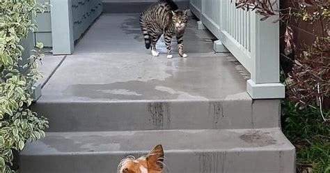 If My Neighbor Refuses To Keep Their Cat Inside And The Cat Continually