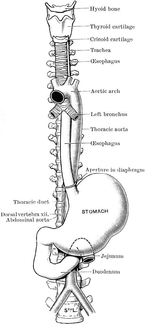 Parts Of Esophagus Anatomy At Kelley Nichols Blog