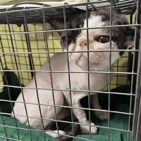 Rescued Cats Startling Appearance After Losing Fur And Whiskers