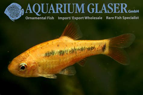 Barbodes Schuberti Aquarium Glaser Gmbh