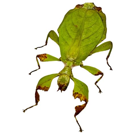 Green Leaf Insect Phyllium Mamasaense