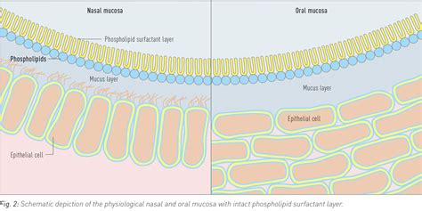 Phospholipids For Advanced Otc Formulations Pharma Excipients
