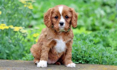 Cavalier King Charles Spaniel Puppies For Sale Keystone Puppies