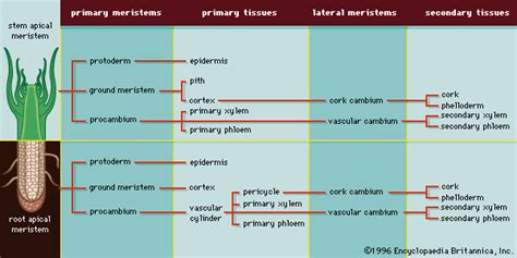 Stele Plant Anatomy Britannica
