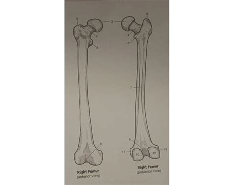 Femur Bone Label Quiz
