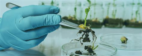 Projects International Phytobiomes Alliance