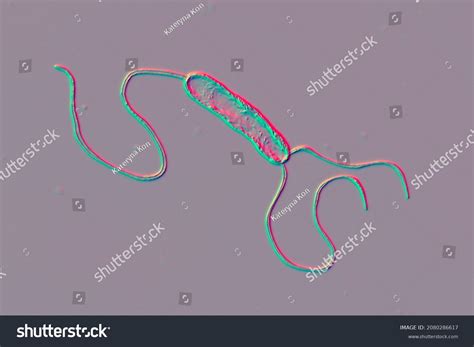 Scientific Image Motile Flagellated Bacteria Bacterium Stock Illustration 2080286617 Shutterstock
