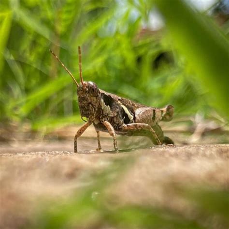 Premium Photo A Grasshopper Is Walking On The Ground In The Grass