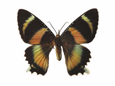 Alcides Metaurus Recto Nord Australia Innisfail Download Scientific Diagram