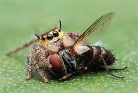 8 Things Spiders Like To Eat Most Diet Care And Feeding Tips