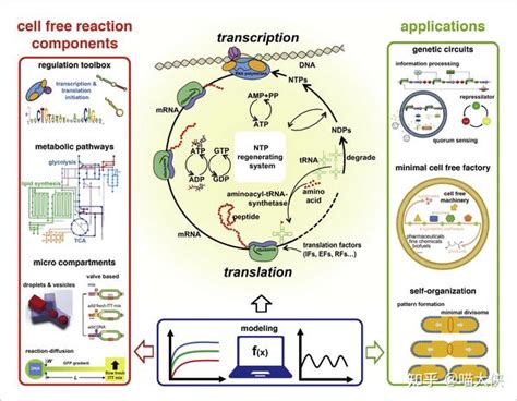 蛋白质合成的新策略——无细胞体系 知乎