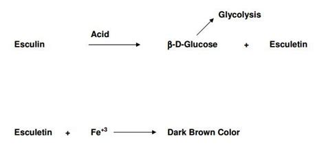 Bile Esculin Test For Enterococcus Species Microbe Online