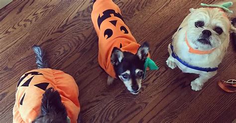 Pupkin Patch Album On Imgur