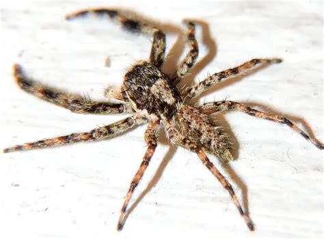 41 Spiders In Louisiana Pictures And Identification