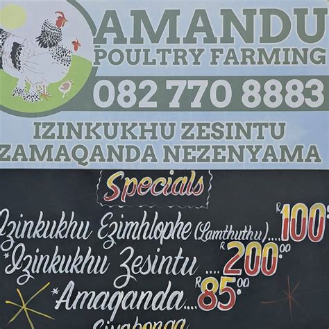 Ukhozi Ubusuku Obuhle Nonongcebo Mckenzie Kusukela Ngo 2000 0000
