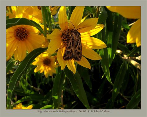 Dingy Cutworm Moth Feltia Jaculifera 12au07 Photograph By Robert G