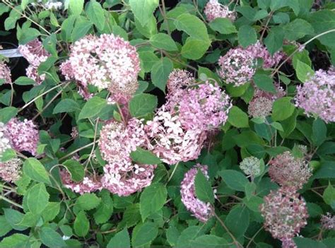 Hydrangea Arborescens Invincibelle Spirit