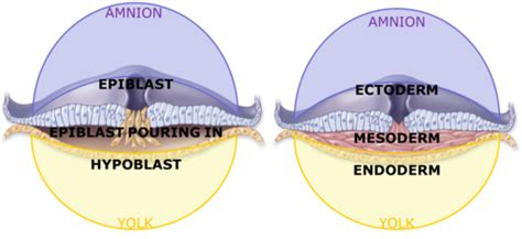 Neuro Development Flashcards Quizlet
