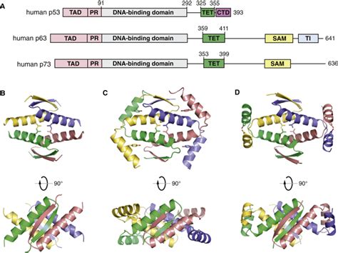 Tracing The Evolution Of The P53 Tetramerization Domain Pmc
