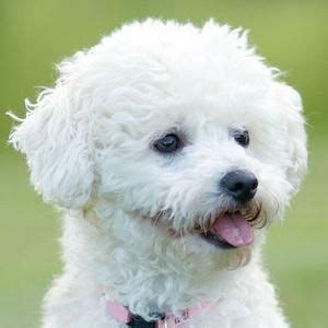 Tudo Sobre Cachorros O Maior E Melhor Site Sobre Cachorro Raça De