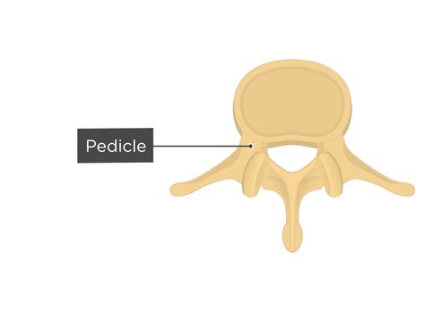 Lumbar Vertebra Lumbar Spine Degenerative Disc Diseases Treatment Nj