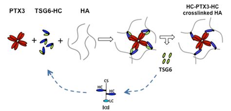 Figure 2 From The Influence Of Pentraxin 3 On The Ovarian Function And