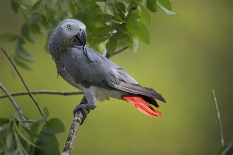 Pair Of African Grey Parrots