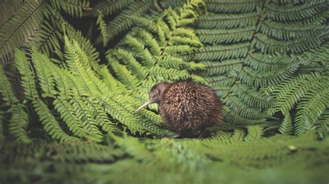 10 Facts About The Kiwi Wwf New Zealand