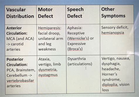 Understanding Brain Vascular Distribution