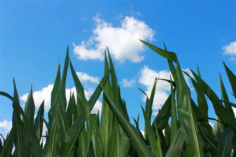 3840x2160 Wallpaper Green Long Leaf Plant Peakpx
