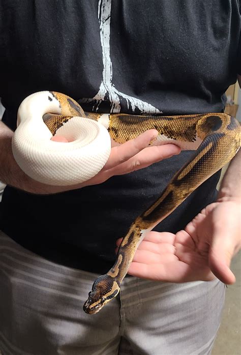 Adopted Python Regius Ball Python Leviathan Pytregiu