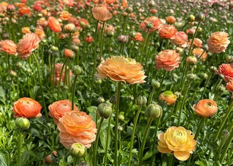 Clone Tango Ranunculus Are The Most Beautiful Ranunculus