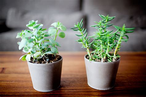 Assorted Plants Dooce®