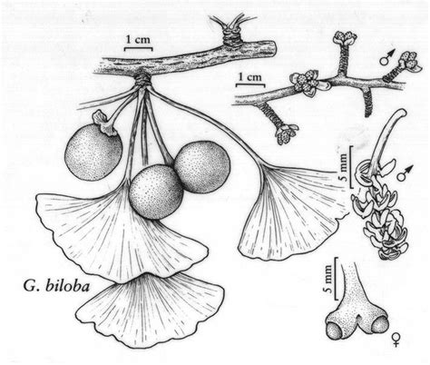 Ginkgo Biloba Tree Diagram