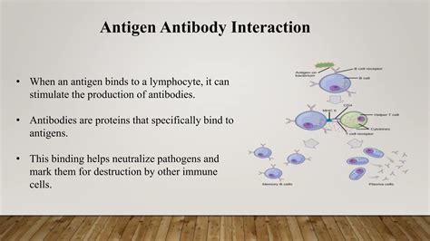 What Is Antigen Presentation Pptx Chemistry Ppt Ppt