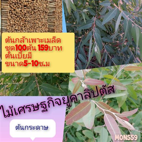 ต้นกล้ายูคาลิปตัสชุด100ต้น159บาทต้นกล้าขนาด5 10ซ ม Shopee Thailand