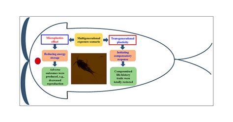 Transgenerational Proteome Plasticity In Resilience Of A Marine Copepod In Response To