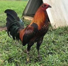 150 Best Mexican Ideas Game Fowl Rooster Breeds Beautiful Chickens