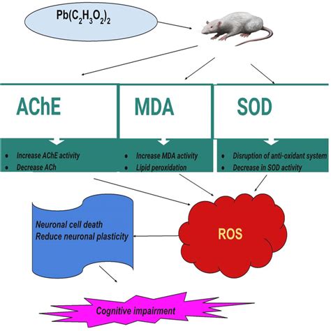 Of Lead Acetate Neurotoxicity Showing Increased Acetylcholinesterase