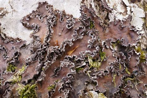 Peltigera Collina
